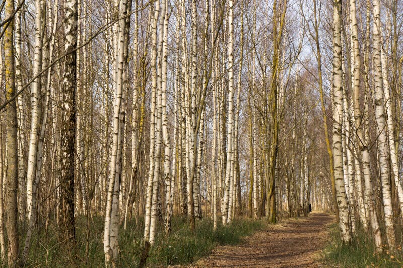 Birch forest spring stock image. Image of life, landscape - 89944649