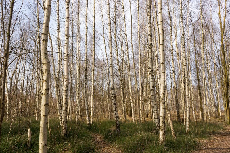 A way through birch forest stock photo. Image of path - 83206568