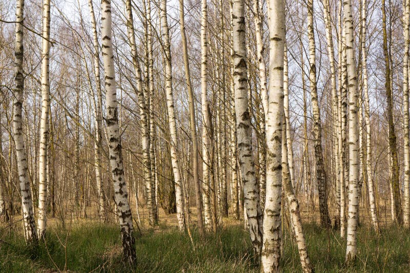 Birch forest spring stock image. Image of sunlight, spring - 89944795