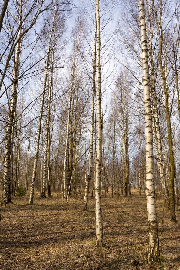 Birch forest spring stock photo. Image of green, grove - 89944726