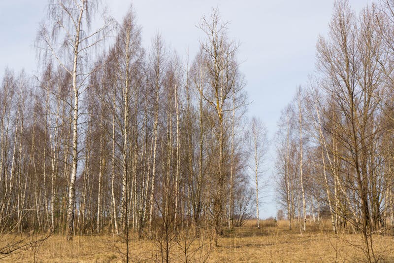 Birch forest spring stock photo. Image of tranquil, rural - 89944744