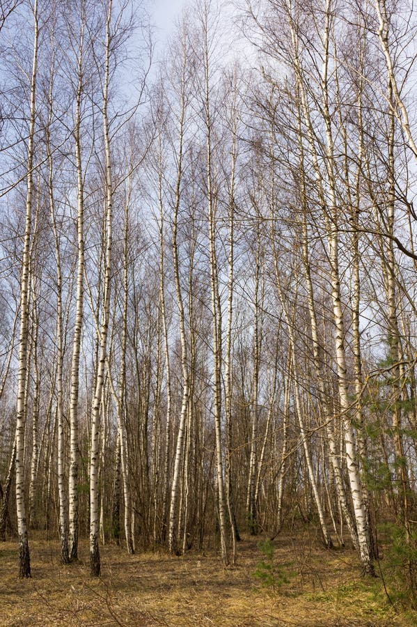 Birch forest spring stock photo. Image of color, beauty - 89944754