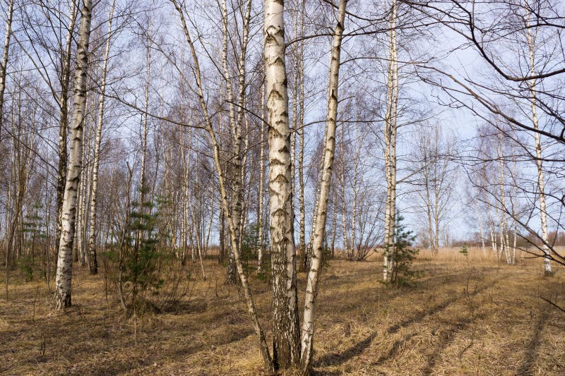 Birch forest spring stock photo. Image of tranquil, outdoors - 89944816