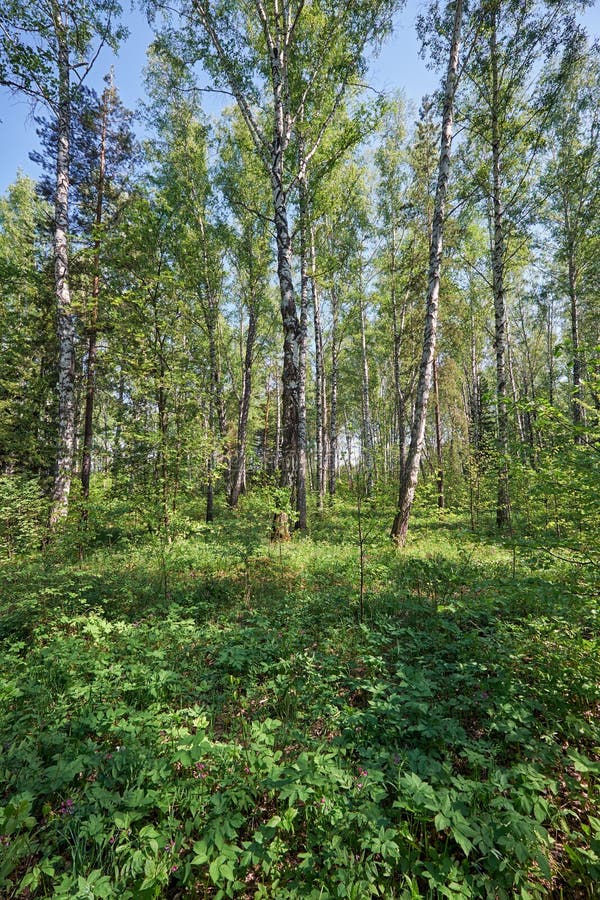 Birch Forest at Spring Time Stock Photo - Image of bushes, botany: 92214300