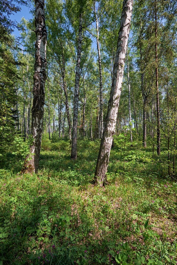 Birch Forest at Spring Time Stock Image - Image of blue, bushes: 92214307