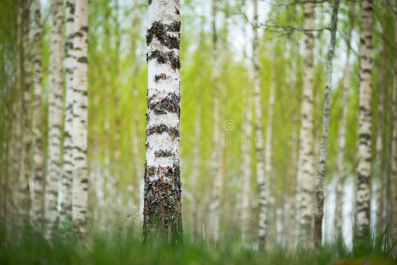 Swedish birch forest stock photo. Image of birch, path - 31197212