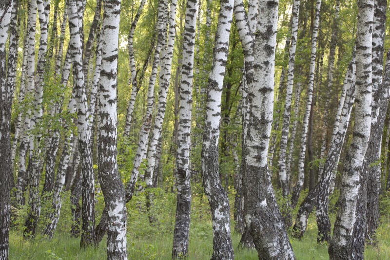 Swedish Birch Forest Stock Photos - Download 480 Royalty Free Photos