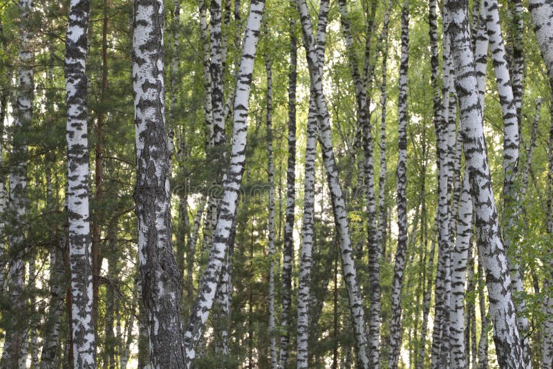 Swedish Birch Forest Stock Photos - Download 480 Royalty Free Photos