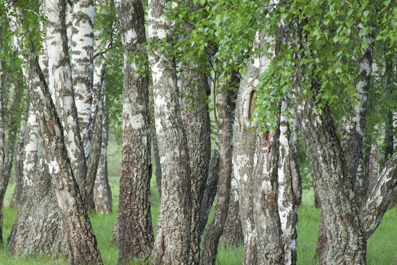 Swedish Birch Forest Stock Photos - Download 480 Royalty Free Photos