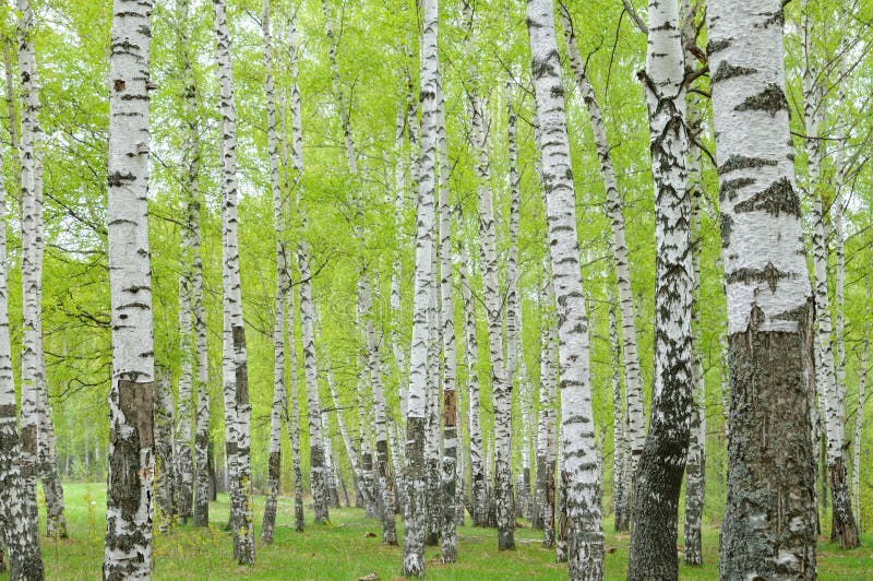 Birch forest in the spring stock image. Image of color - 93834911
