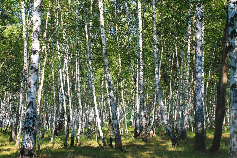 Birch Forest. Summer Landscape Stock Photo - Image of rural, forest ...