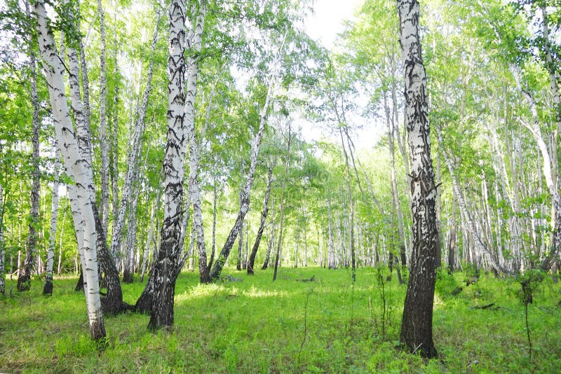 Birch forest stock image. Image of area, countries, growth - 249513889