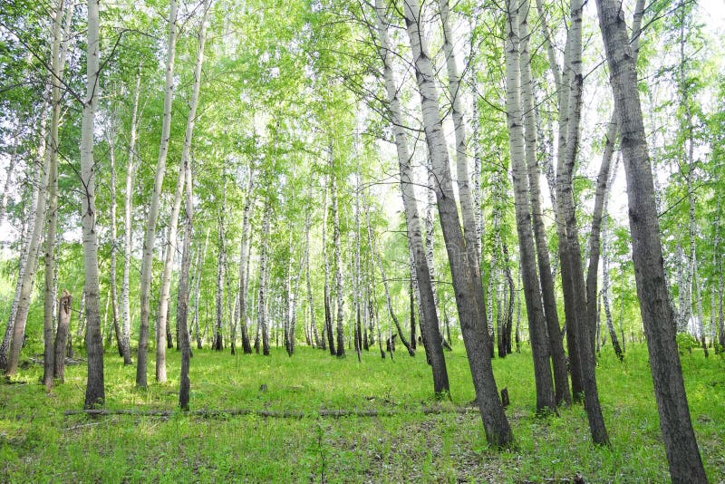 Birch forest stock image. Image of countries, panorama - 263068435
