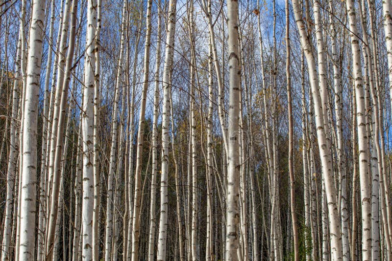 Birch Forest. White Tree Trunks in Autumn Stock Image - Image of park ...