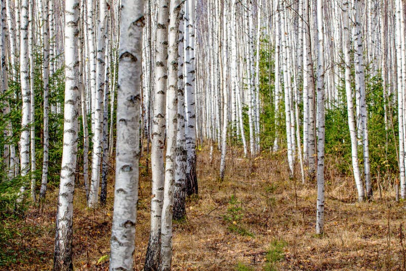 Birch Forest. White Tree Trunks in Autumn Stock Image - Image of ...