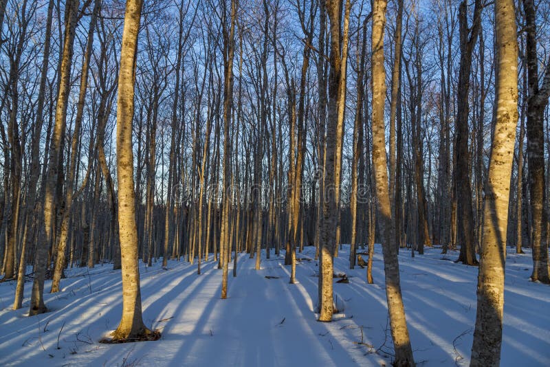 Birch forest in winter stock image. Image of cool, countryside - 198883007