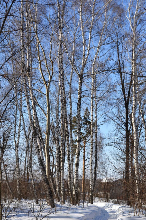 Birch Forest in Winter. Landscape with Footpath in Snow Stock Photo ...