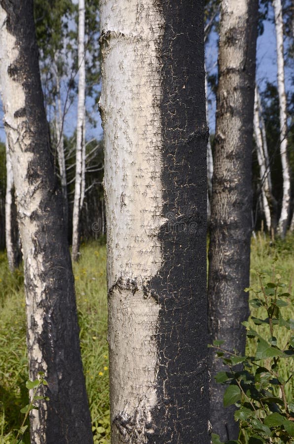 Birch Forest 2 Years after the Fire. Stock Photo - Image of fire ...