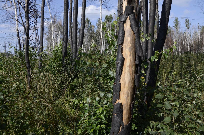 Birch Forest 2 Years after the Fire. Stock Image - Image of summer ...