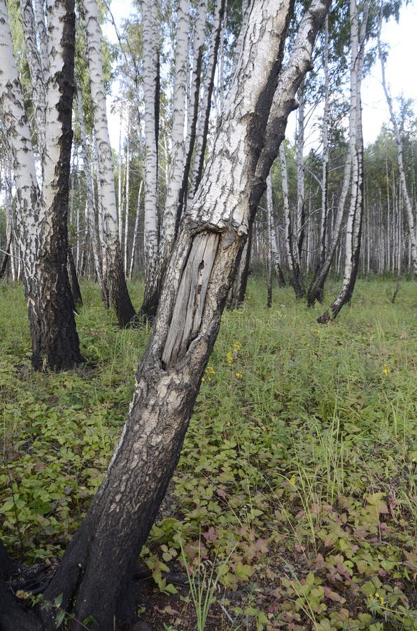 Birch Forest 2 Years after the Fire. Stock Photo - Image of ecology ...