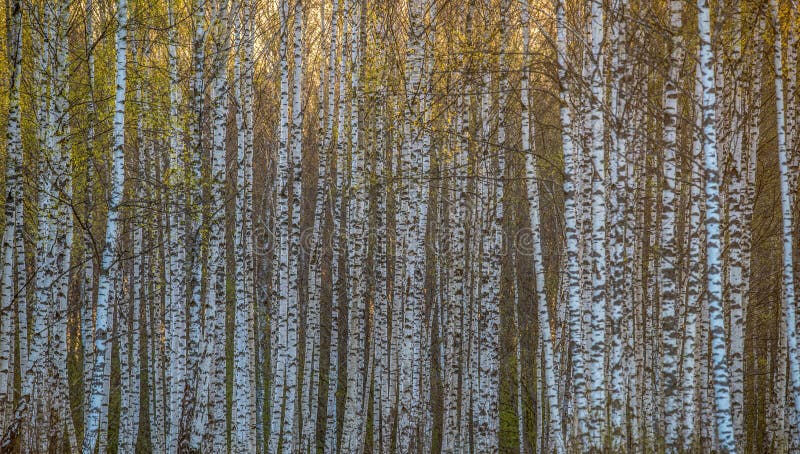 Birch Forest Young Tree Trunks Stock Photo - Image of sunlight, black ...