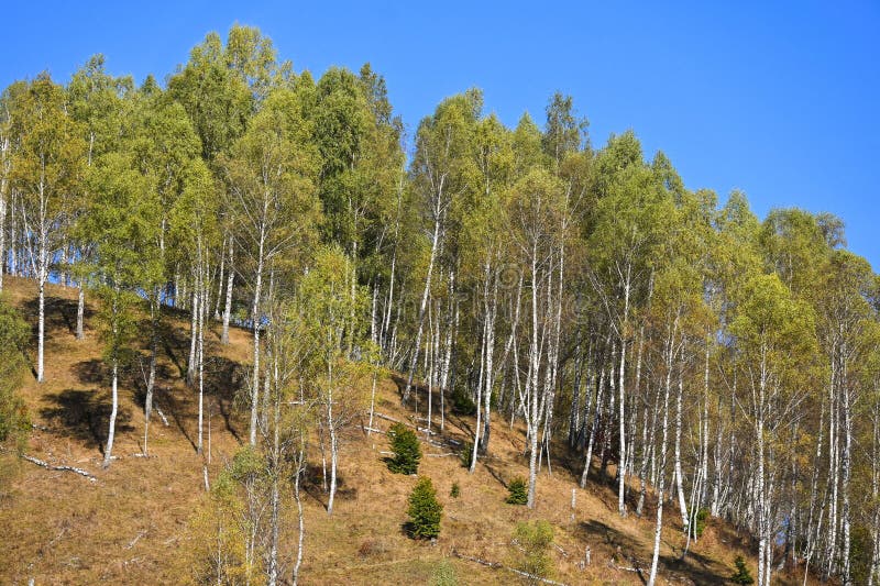 Birch Forest in the Sureanu Mountains, Romania Stock Photo - Image of ...
