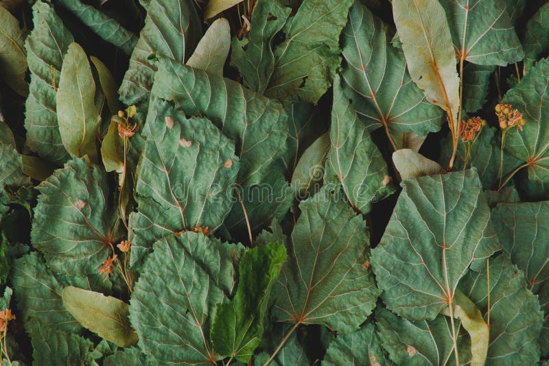 Birch Green Leaves Close Up.Texture Photo Background Macro Stock Photo ...