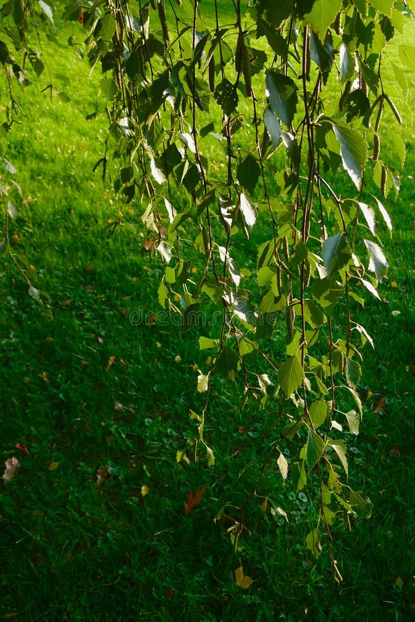 Birch green leaves stock image. Image of birch, forest - 60964277