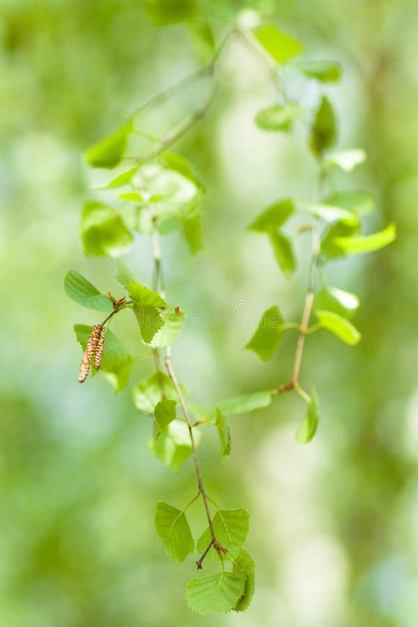 Birch green leaves. Spring stock image. Image of birch - 14058923