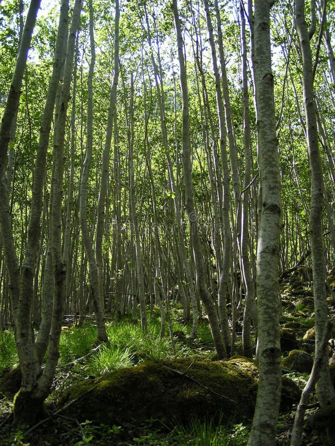 Birch Grove stock image. Image of sunlight, outdoors, wood - 9885