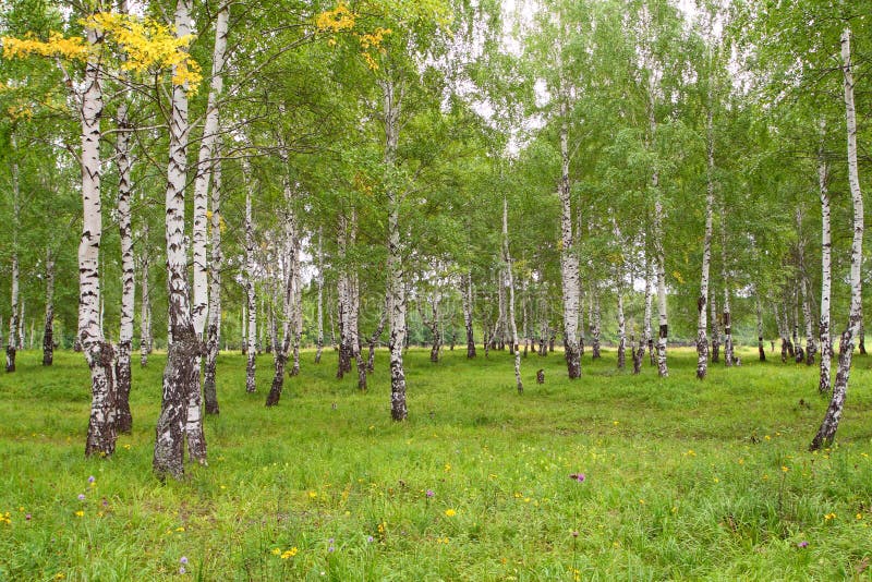 Birch grove stock image. Image of leaf, foliage, plant - 10862389