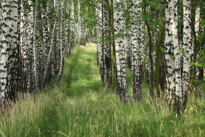 Birch grove stock photo. Image of grass, forest, nature - 11072046