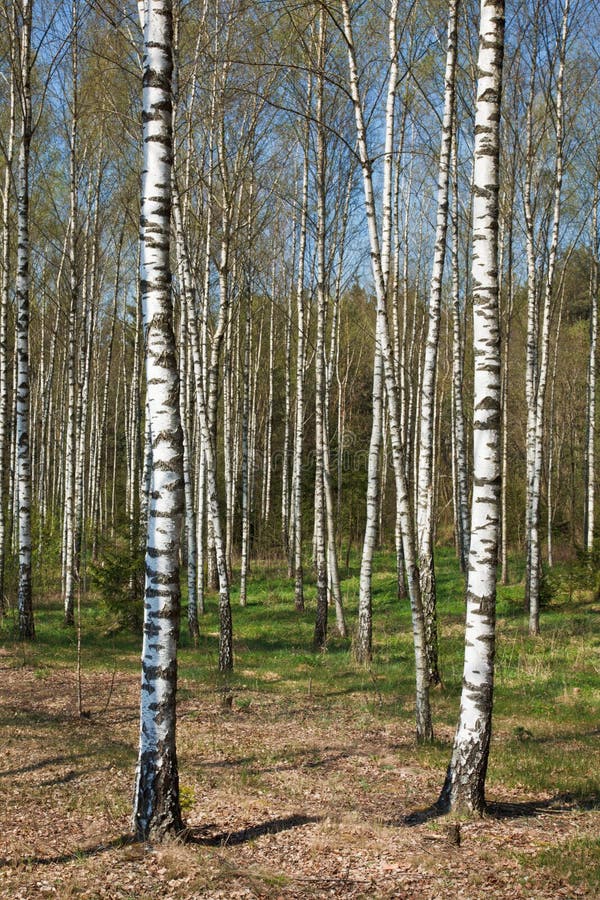 Birch grove stock photo. Image of plant, scenics, woods - 15810652