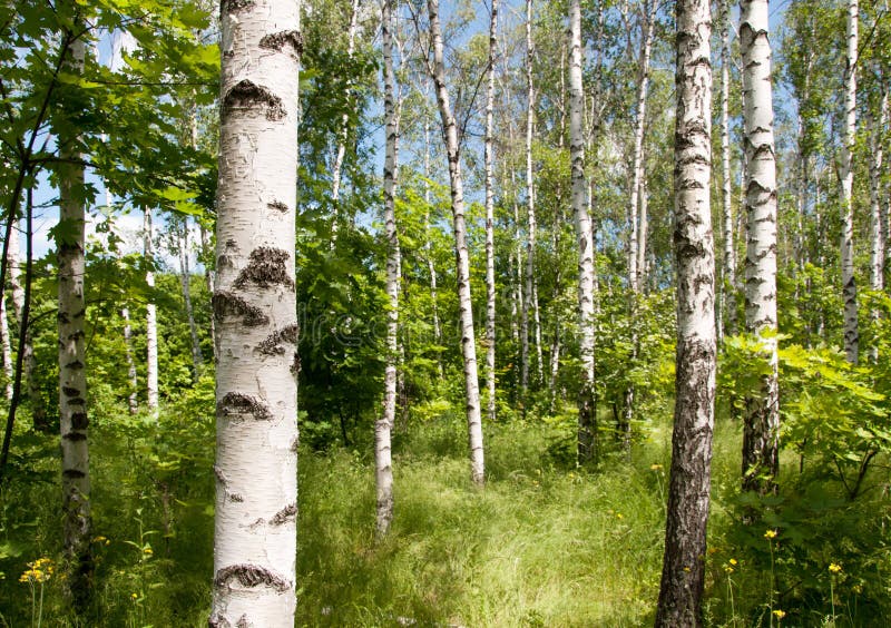 White Birch Trees stock photo. Image of tree, landscape - 14405604