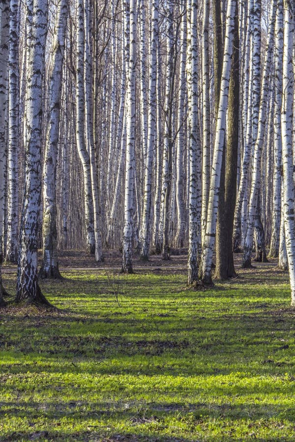 Birch grove stock image. Image of background, forest - 24503489