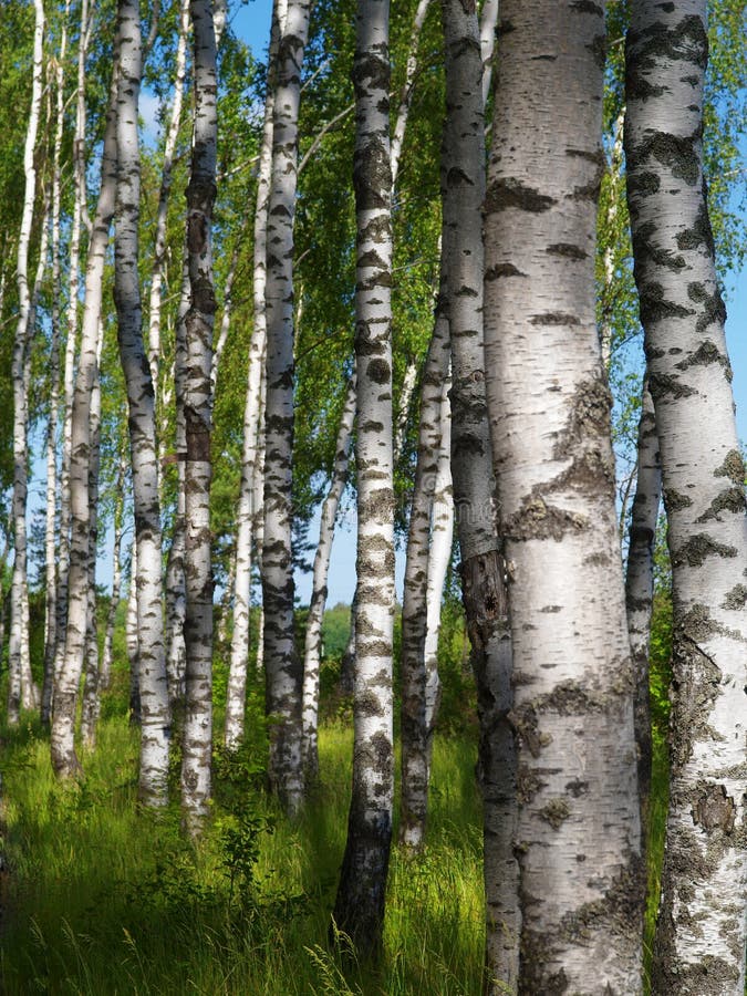 Birch Grove stock image. Image of bright, bark, rural - 27311101