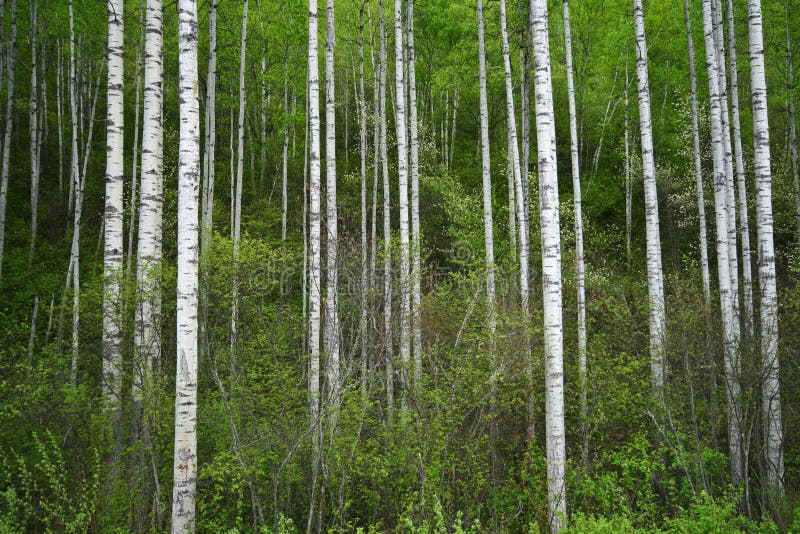 Birch Grove stock photo. Image of beauty, backgrounds - 5656780