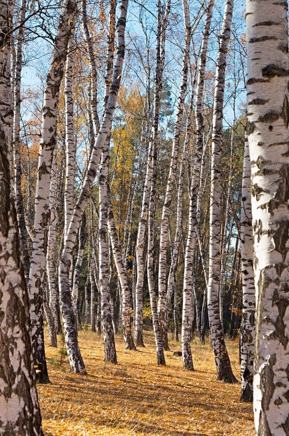 Birch grove in autumn stock photo. Image of space, morning - 76529710