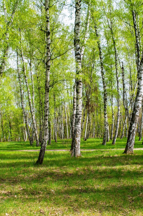 Birch Grove, Beautiful Summer Landscape Stock Photo - Image of summer ...