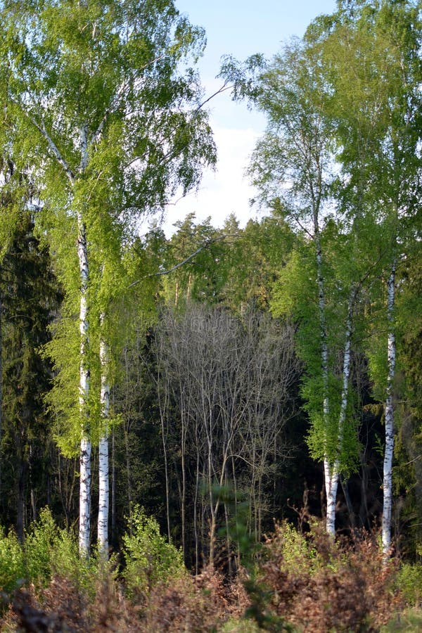Birch Grove in Bud stock photo. Image of nature, trunk - 74039782