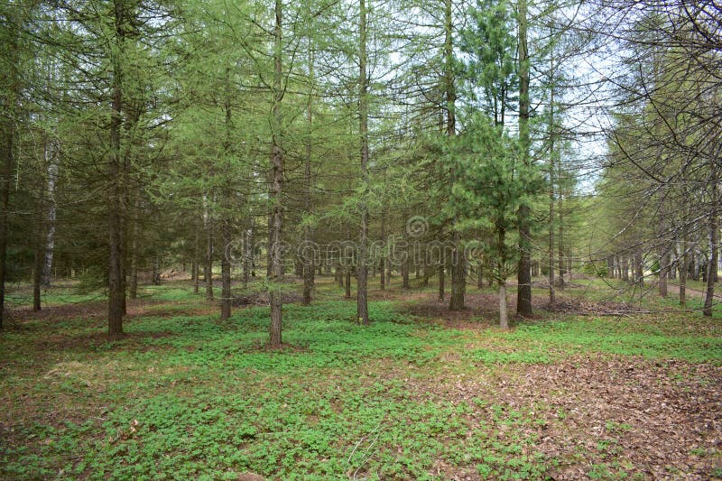 Birch Grove. Coniferous Alleys. Straight Rows of Trees. Pine Trees ...