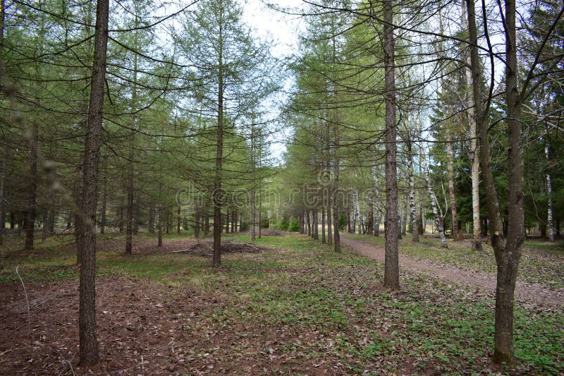 Birch Grove. Coniferous Alleys. Straight Rows of Trees. Pine Trees ...