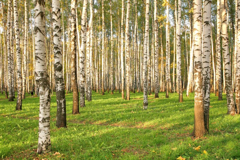 Birch Grove in Early Autumn Stock Photo - Image of trees, recreation ...