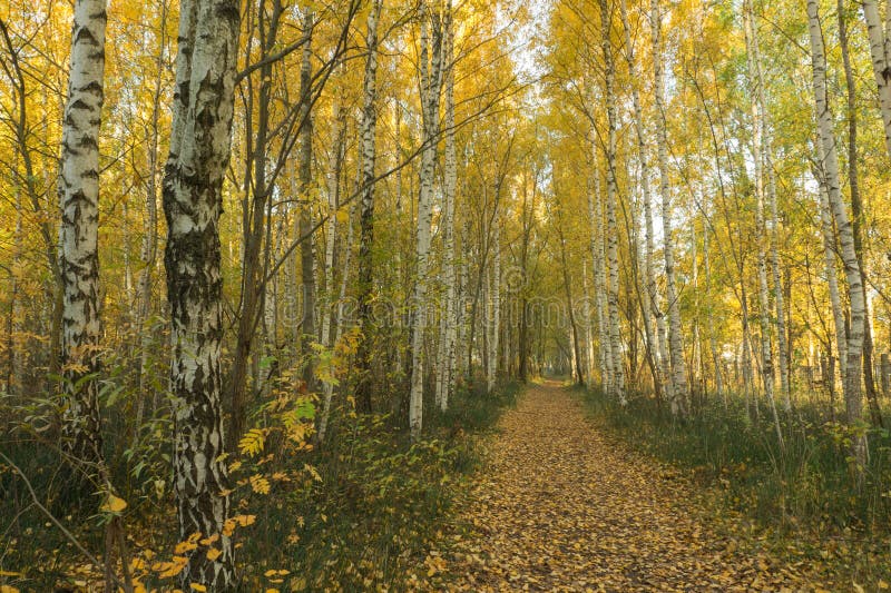 Birch grove stock photo. Image of environment, europe - 80904696