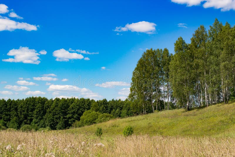 Birch Grove, Field and Blue Sky Stock Photo - Image of brown, fresh ...