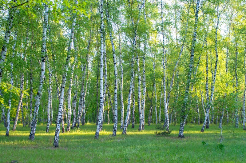Birch Grove in the Forest, Green Foliage Stock Photo - Image of black ...