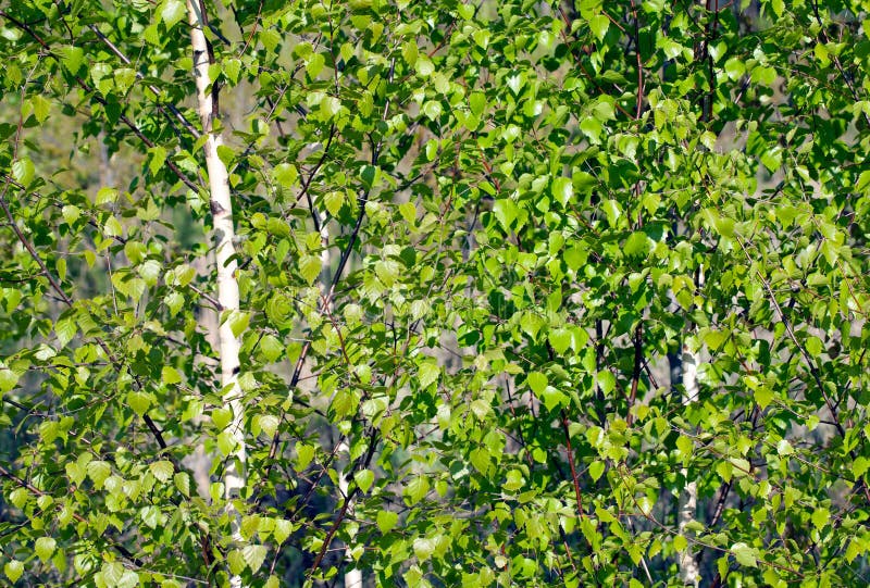Birch Grove with Green Leaves, White Tree Trunks in the Sunlight for ...
