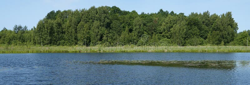 A Birch Grove Grows on the Shore of a Cold Forest Lake Panorama Stock ...