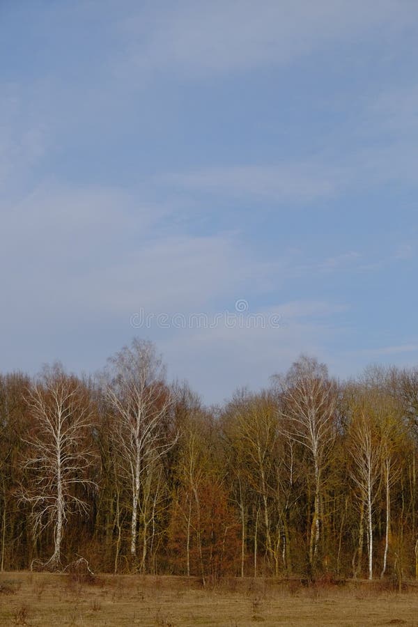A Birch Grove in a Late Spring Evening. Leafless Trees in March Stock ...