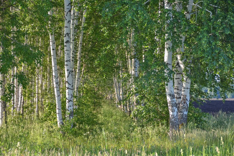 Birch Grove, Many Birch Trees Stock Image - Image of green, grove ...